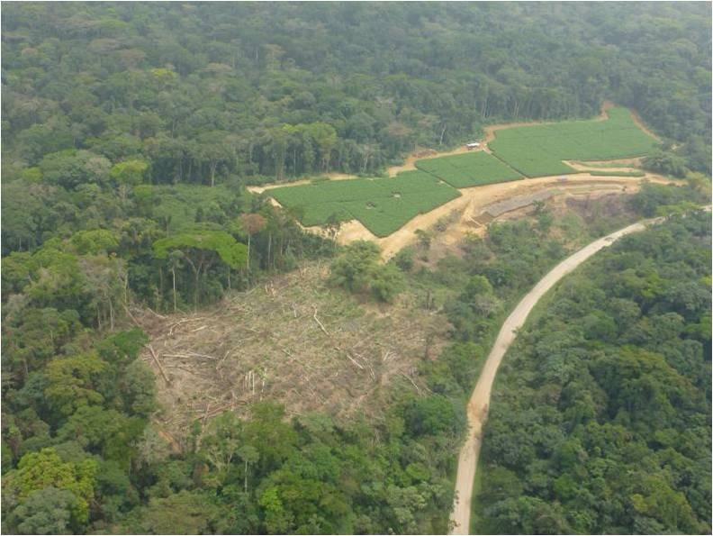 Cameroon: Stop Palm Oil Plantations from Destroying Africa’s Ancient ... Cameroon: Stop Palm Oil Plantations from Destroying Africa’s Ancient ...